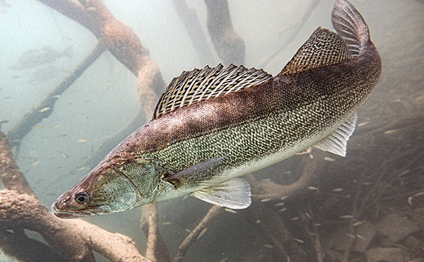 Fish Stocking Guidelines - Resources & Blog: Ponds, Seawalls, Fountains ...